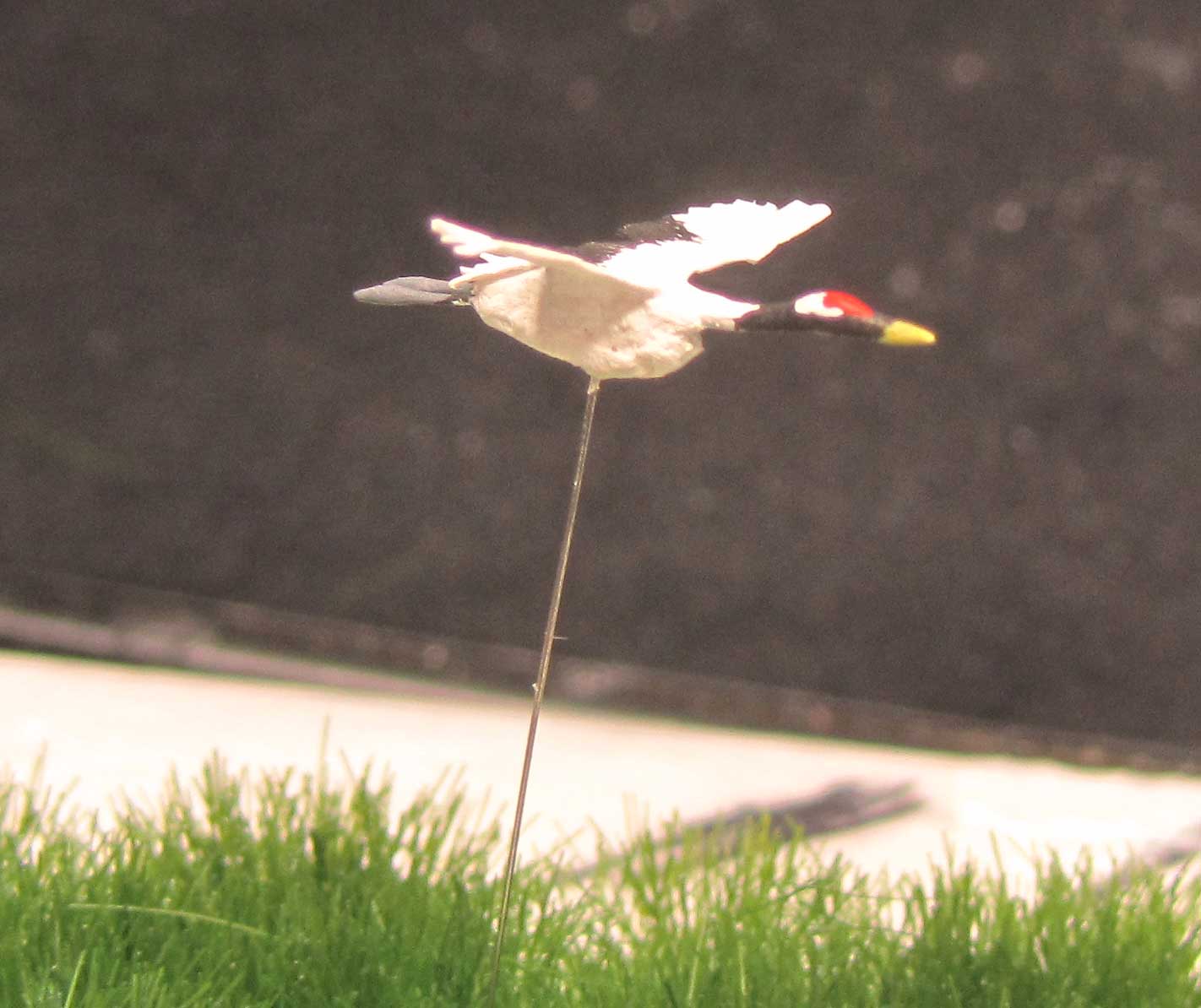 JRM Photos: Japanese Cranes